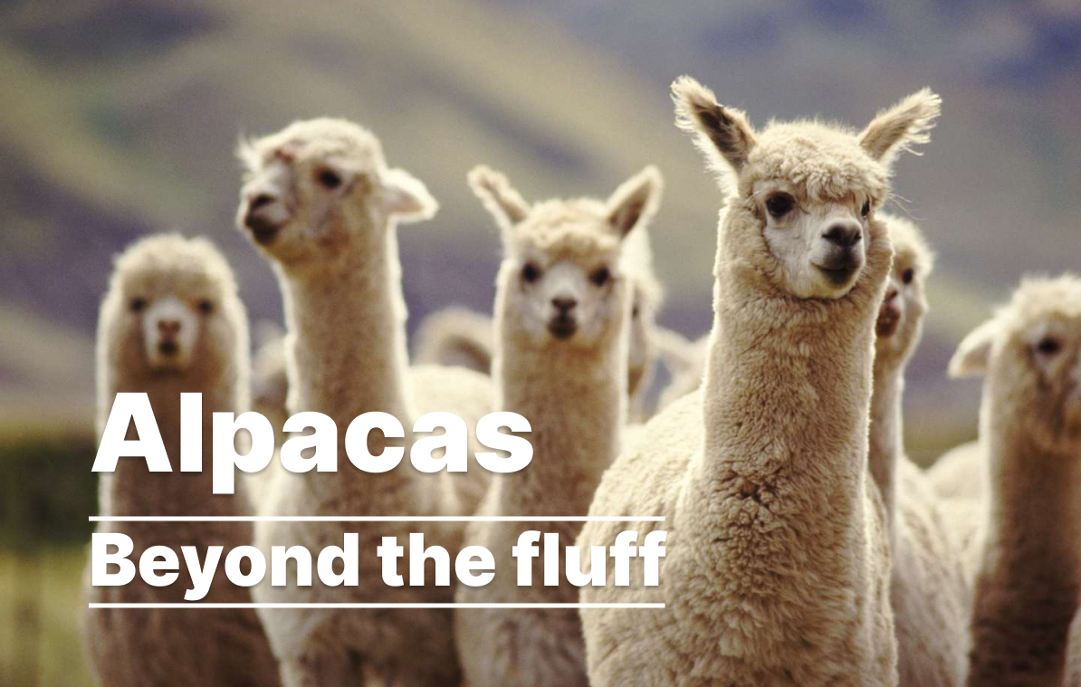 Alpaca: Facts, Care & Fun Information | Tukuy Brand